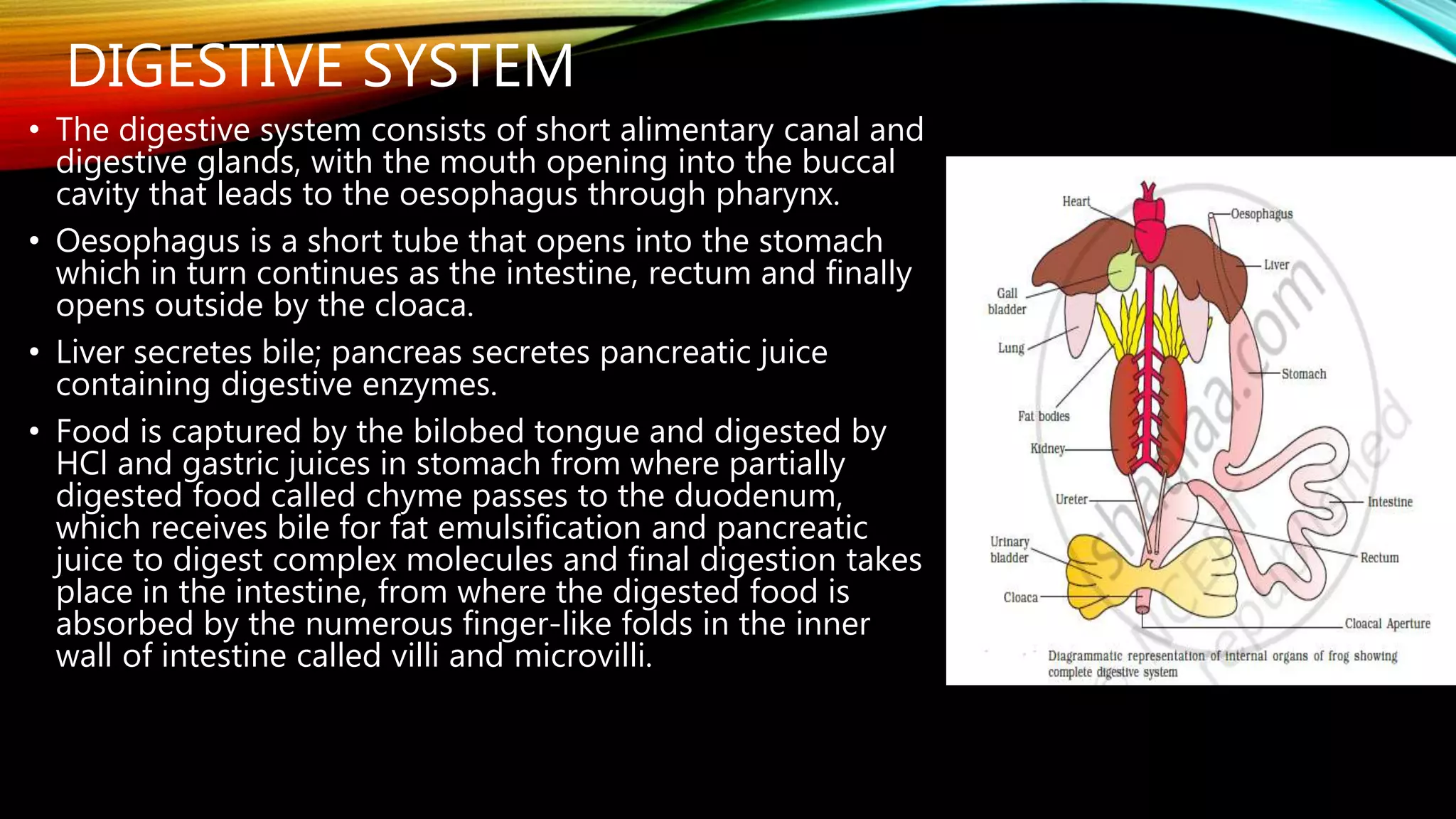 Structural organization in animals | PPTX