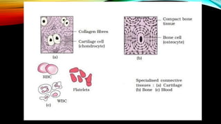 Structural organization in animals | PPTX