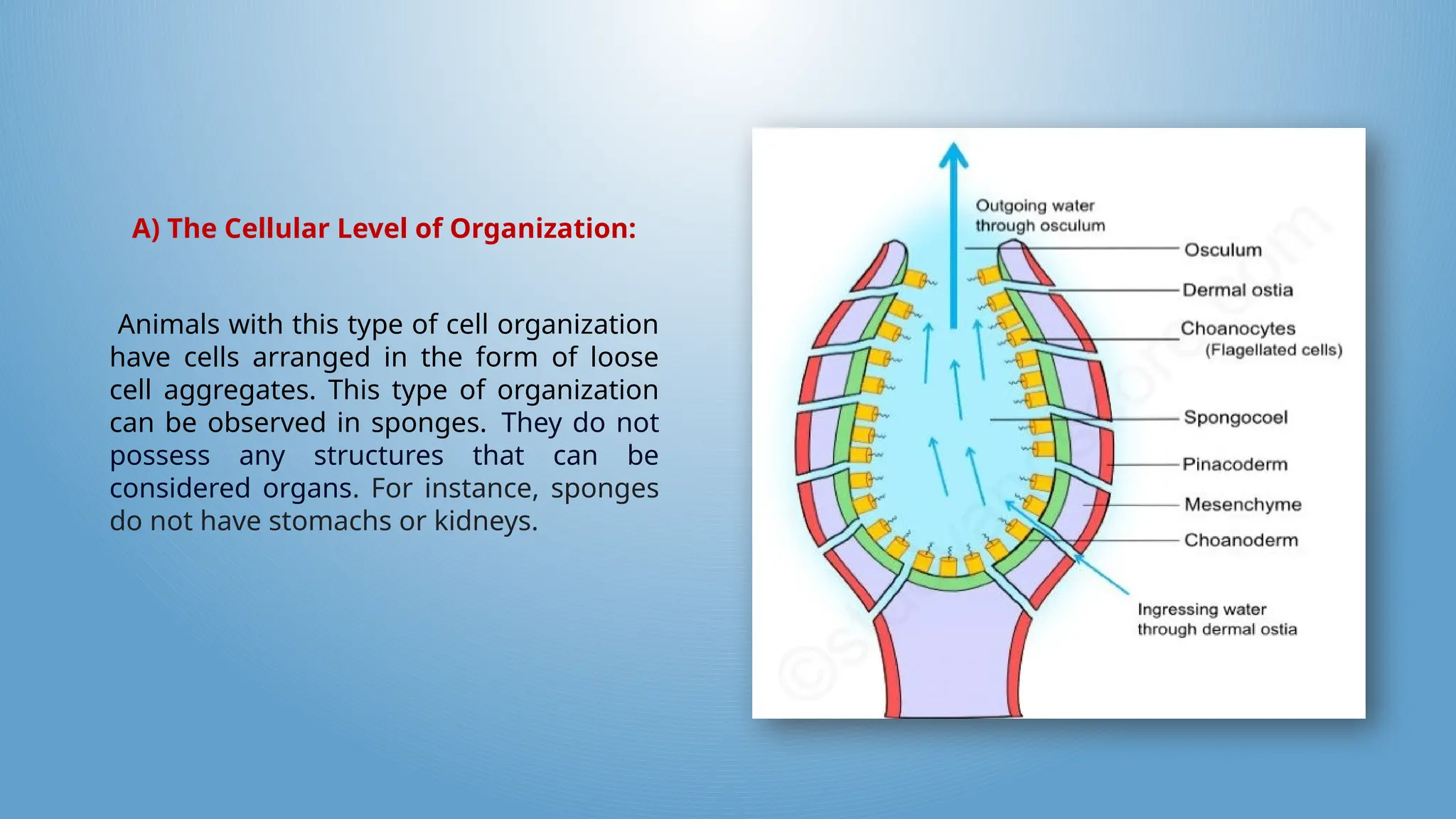 Structural Organization in Animals. Class 11 Biologypptx | PPTX