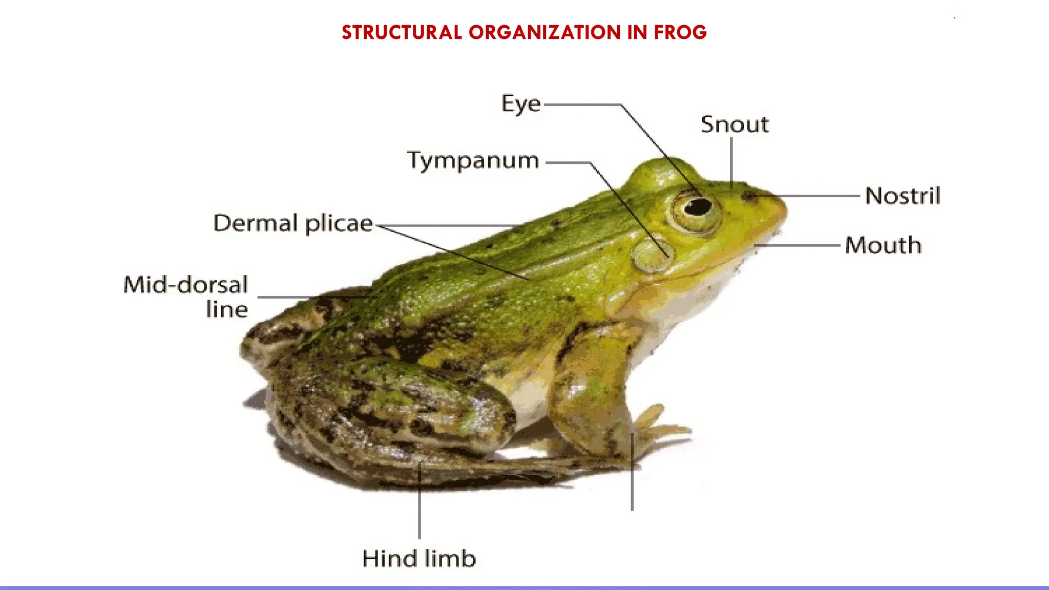Structural Organization in Animals. Class 11 Biologypptx | PPTX