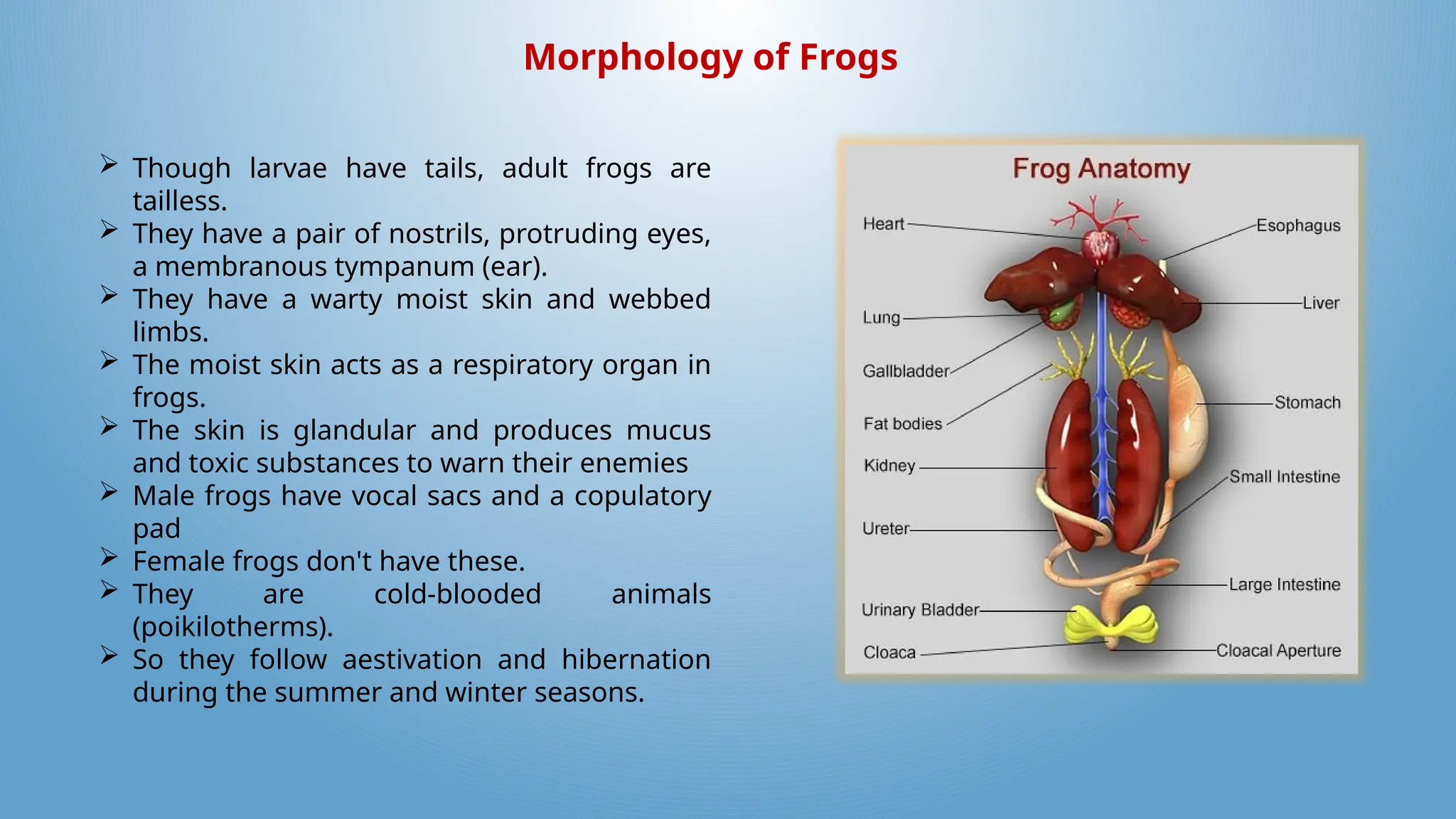 Structural Organization in Animals. Class 11 Biologypptx | PPTX