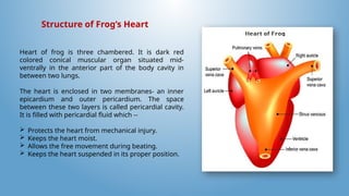 Structural Organization in Animals. Class 11 Biologypptx | PPTX