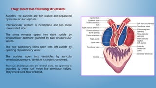 Structural Organization in Animals. Class 11 Biologypptx | PPTX
