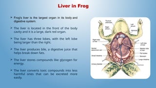 Structural Organization in Animals. Class 11 Biologypptx | PPTX