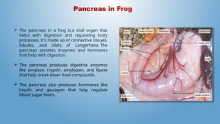 Structural Organization in Animals. Class 11 Biologypptx | PPTX