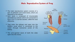 Structural Organization in Animals. Class 11 Biologypptx | PPTX