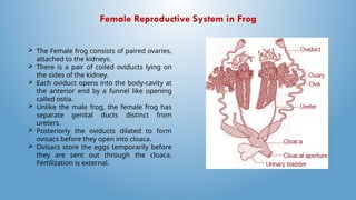 Structural Organization in Animals. Class 11 Biologypptx | PPTX