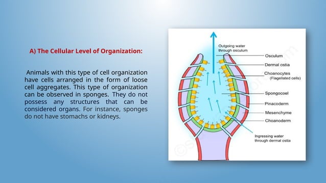 Structural Organization in Animals. Class 11 Biologypptx | PPTX