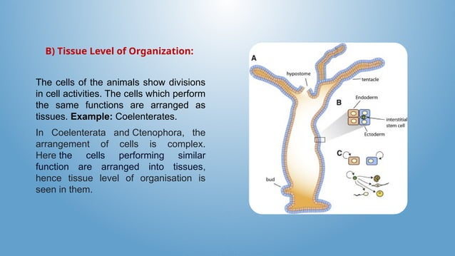 Structural Organization in Animals. Class 11 Biologypptx | PPTX