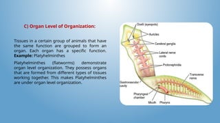 Structural Organization in Animals. Class 11 Biologypptx | PPTX