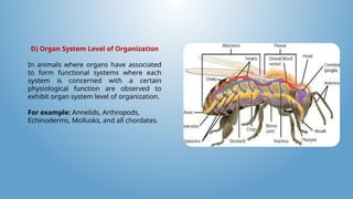 Structural Organization in Animals. Class 11 Biologypptx | PPTX