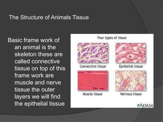 Structural organization of animals | PPTX