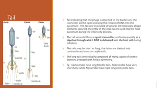 structural organization of bacteriophage.pptx