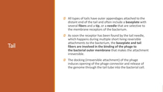 structural organization of bacteriophage.pptx
