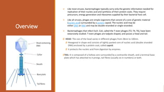 structural organization of bacteriophage.pptx