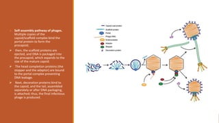 structural organization of bacteriophage.pptx