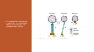 structural organization of bacteriophage.pptx