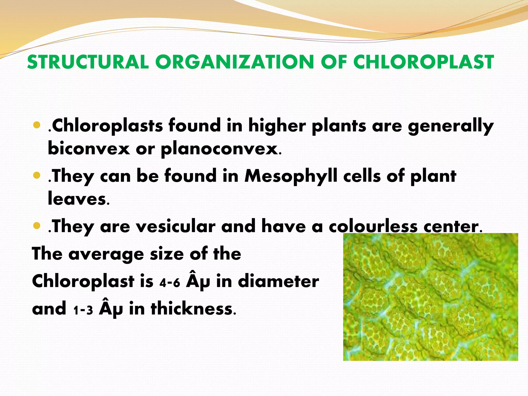 Structural organization of chloroplast | PPTX