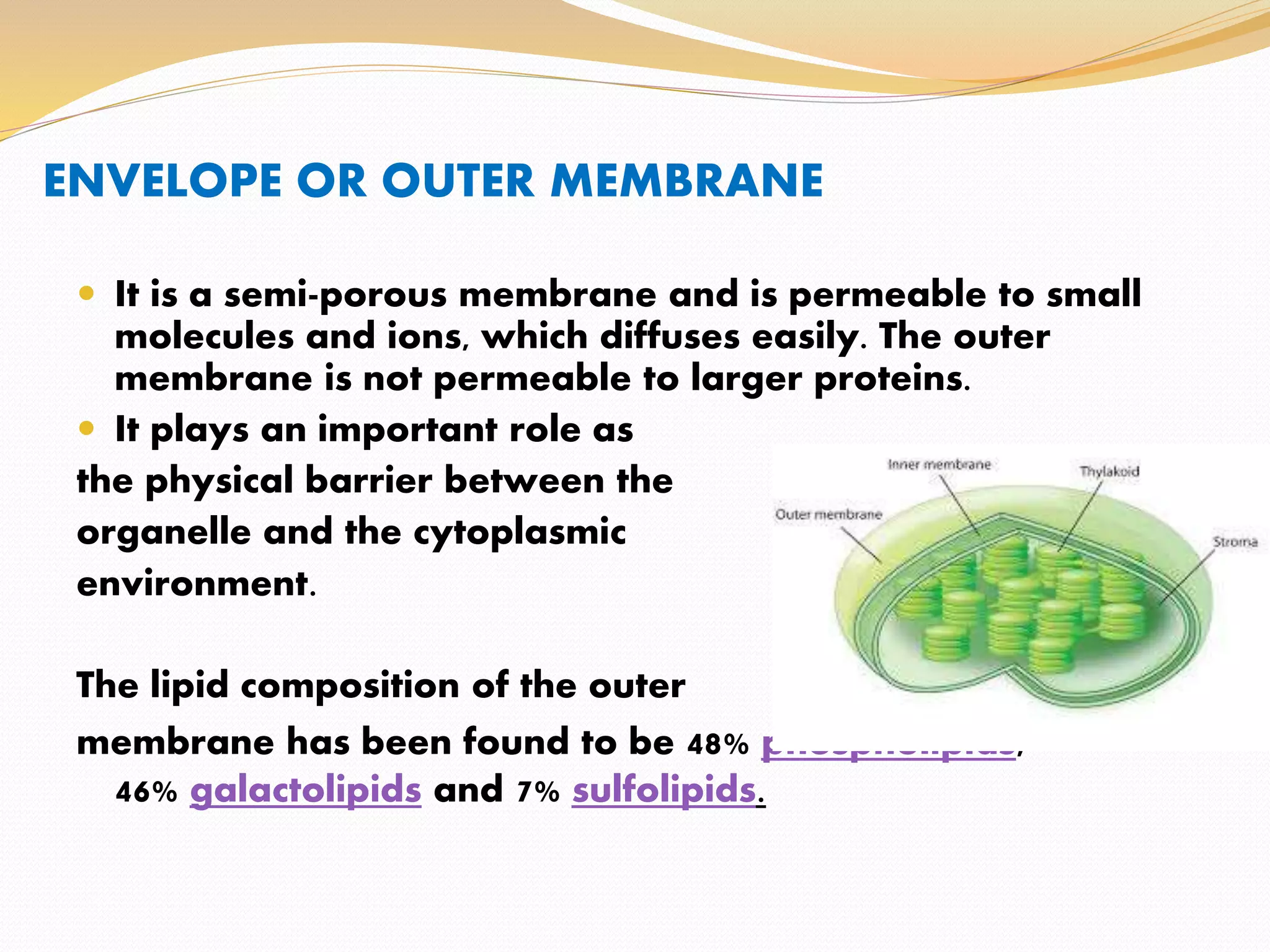 Structural organization of chloroplast | PPTX