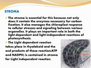 Structural organization of chloroplast | PPTX