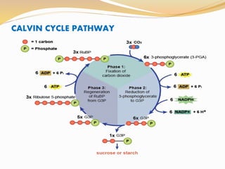 Structural organization of chloroplast | PPTX
