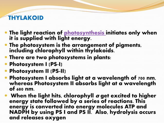 Structural organization of chloroplast | PPTX | Biological Sciences ...