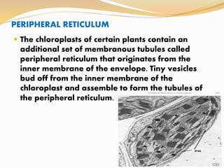 Structural organization of chloroplast | PPTX