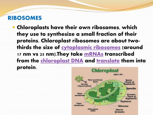 Structural organization of chloroplast | PPTX | Biological Sciences ...