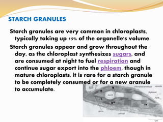 Structural organization of chloroplast | PPTX