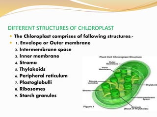 Structural organization of chloroplast | PPTX