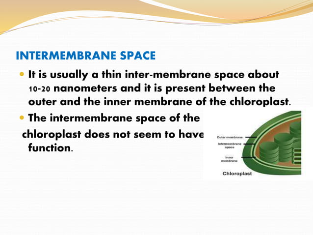 Structural organization of chloroplast | PPTX | Biological Sciences ...