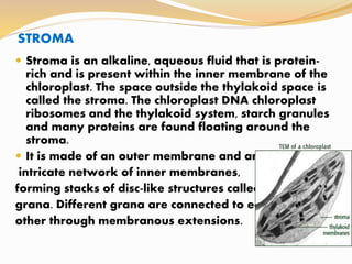 Structural organization of chloroplast | PPTX | Biological Sciences ...