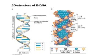 structural organization of dna.pptx