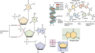 structural organization of dna.pptx