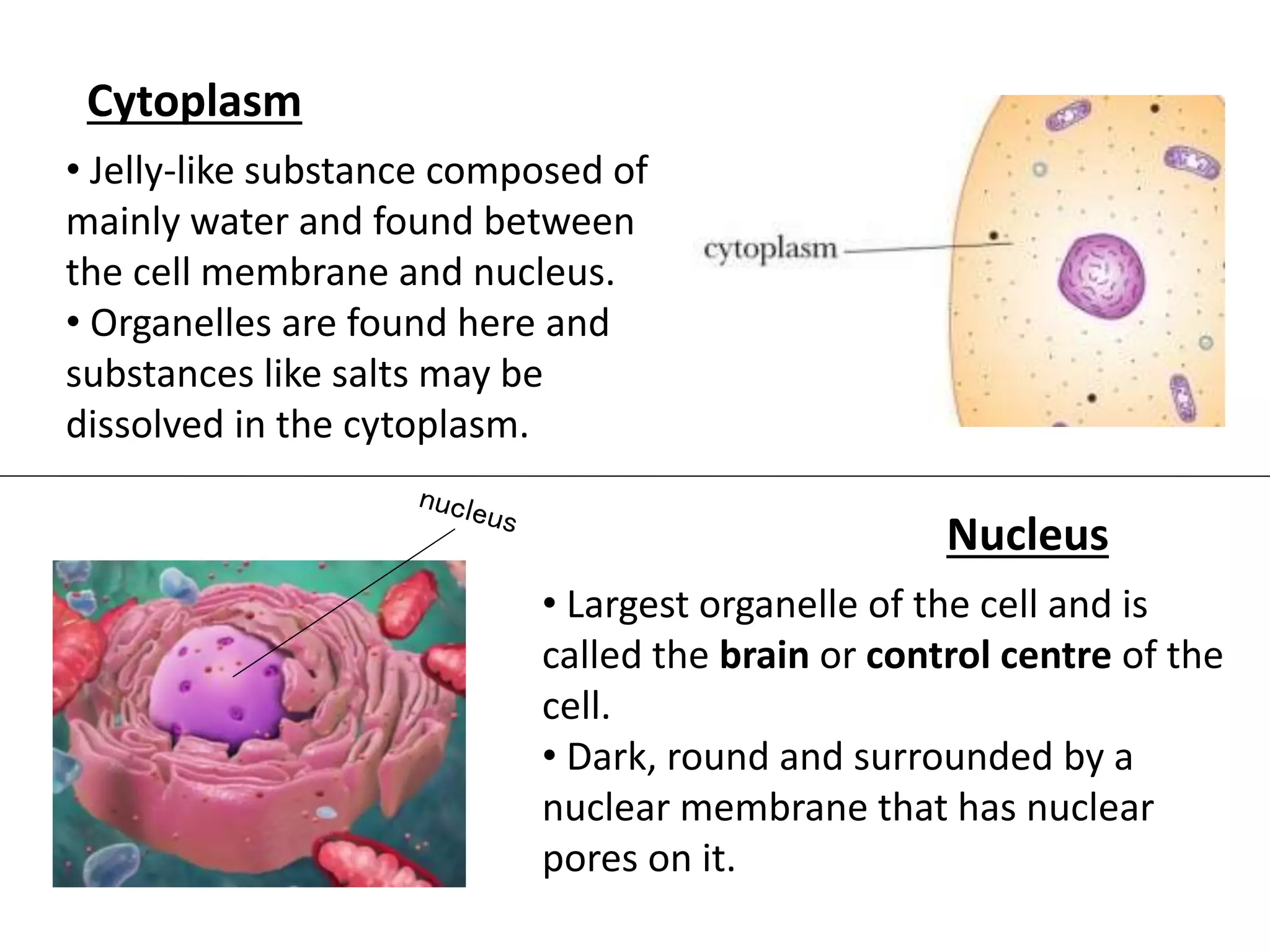 Structural organization of eukaryotic cells 1 (1) | PPTX