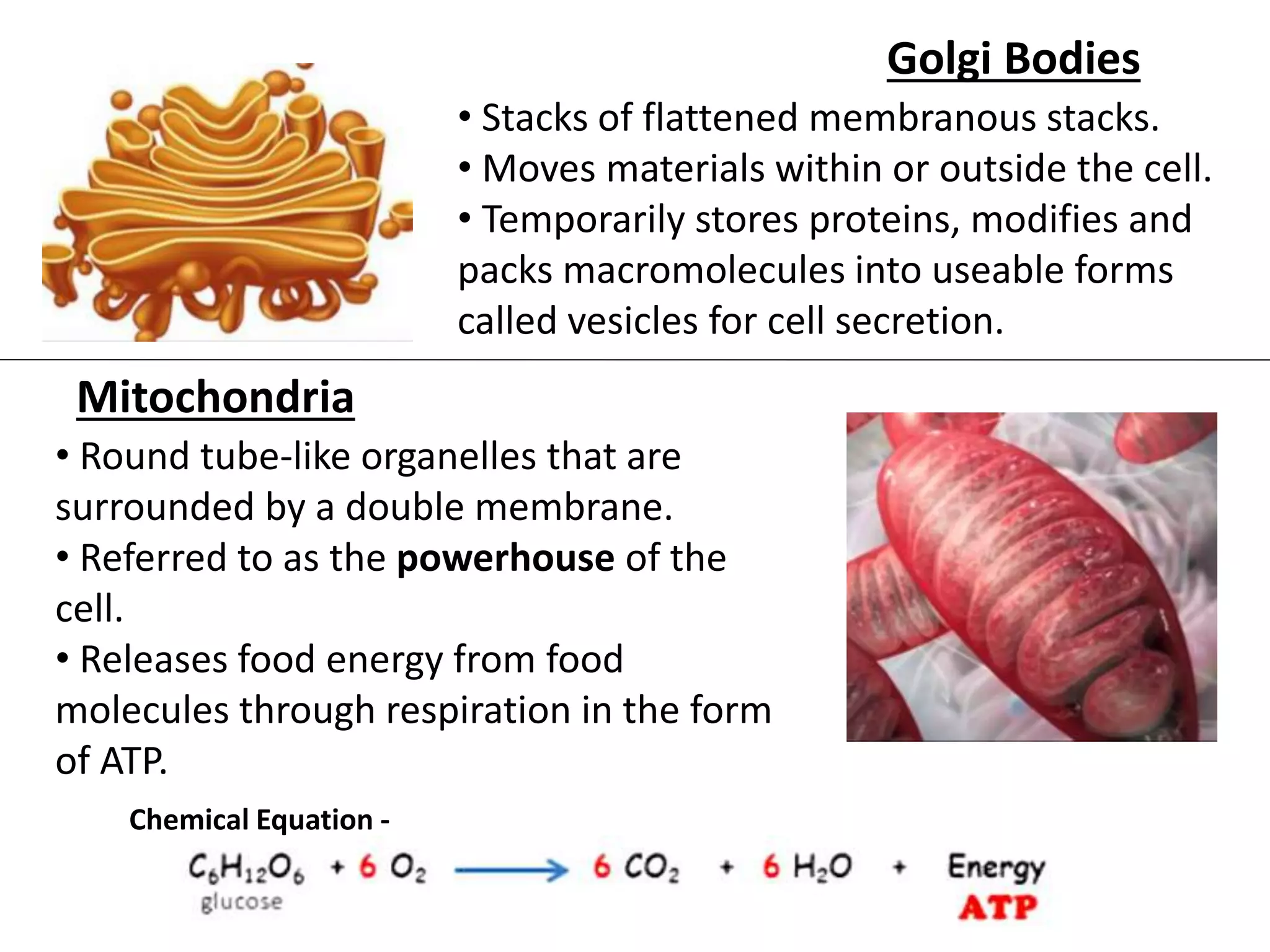 Structural organization of eukaryotic cells 1 (1) | PPTX
