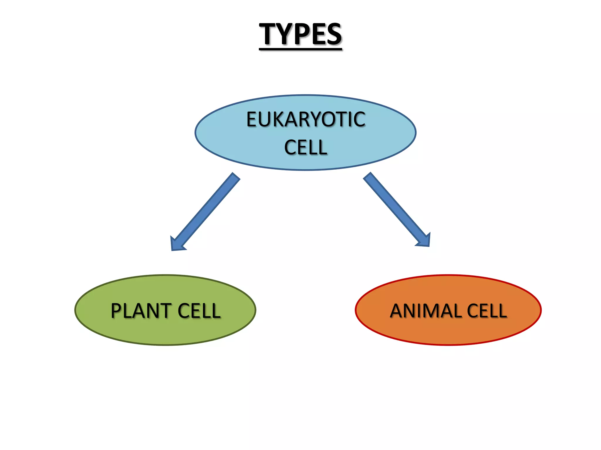 Structural organization of eukaryotic cells 1 (1) | PPTX