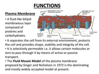 Structural organization of eukaryotic cells 1 (1) | PPTX