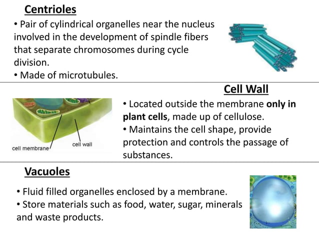 Structural organization of eukaryotic cells 1 (1) | PPTX | Biological ...