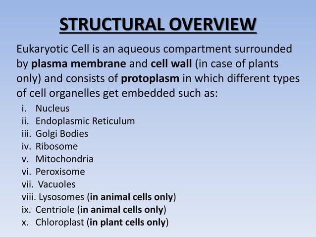 Structural organization of eukaryotic cells 1 (1) | PPTX | Biological ...