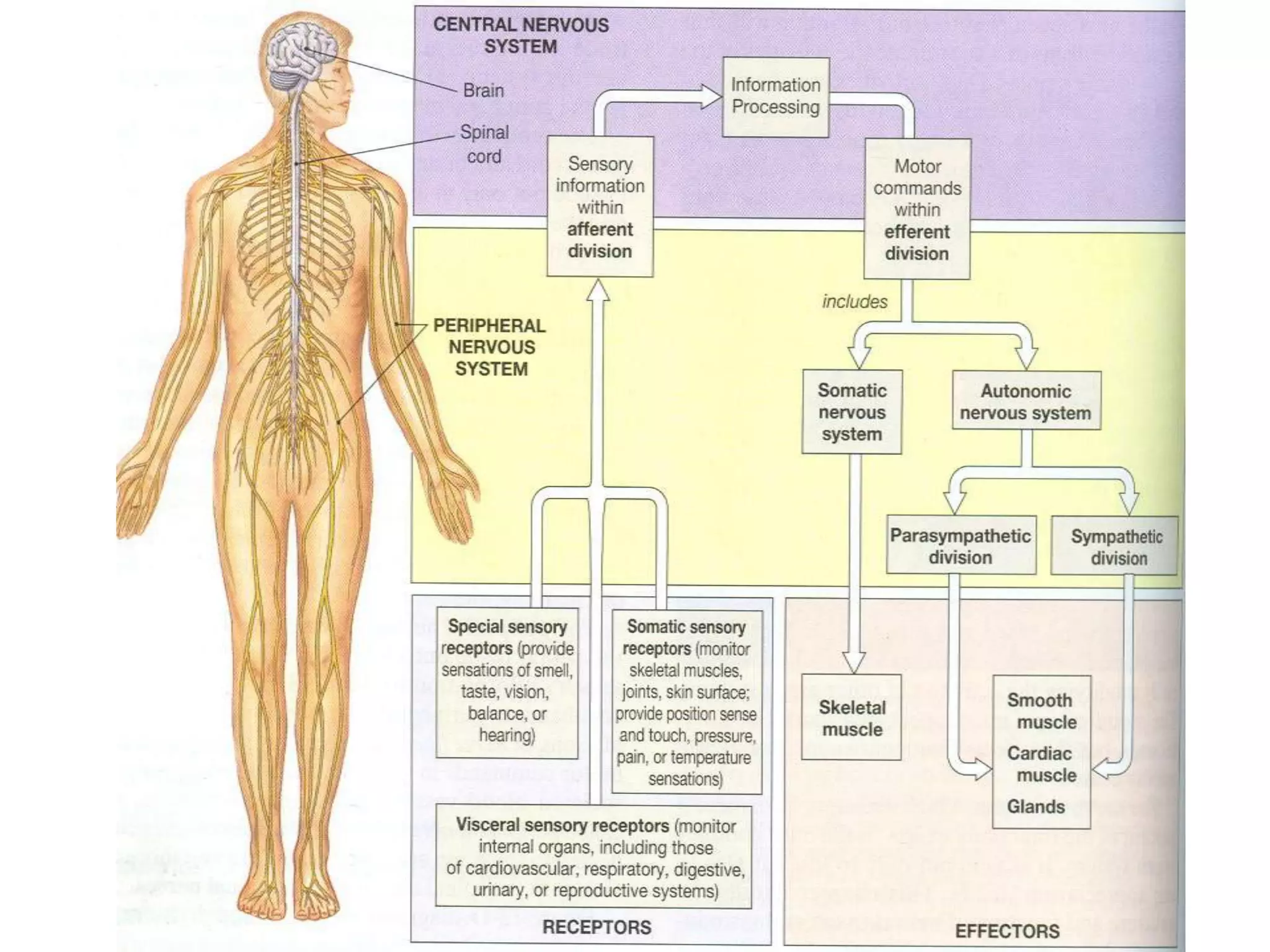 Structural organization of nervous system new | PPTX