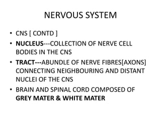 Structural organization of nervous system new | PPTX