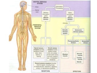Solved Label The Parts Of The Nervous Use Each, 53% OFF