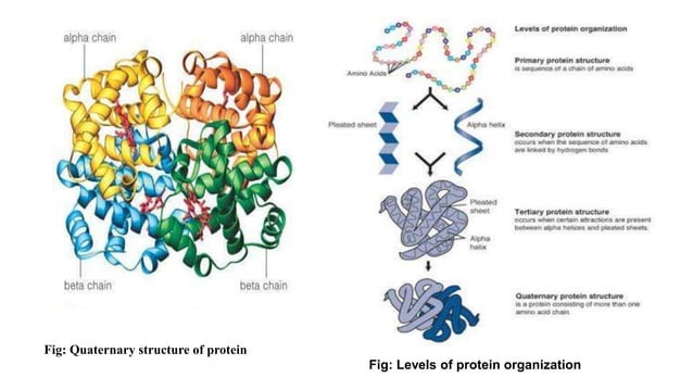 STRUCTURAL ORGANIZATION OF PROTEINS | PPTX | Chemistry | Science