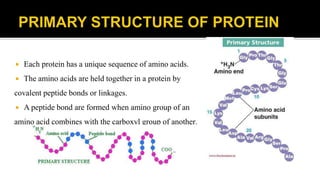 STRUCTURAL ORGANIZATION OF PROTEINS | PPTX