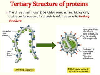 Structural organization of proteins (Chemistry of Proteins (Part - III ...