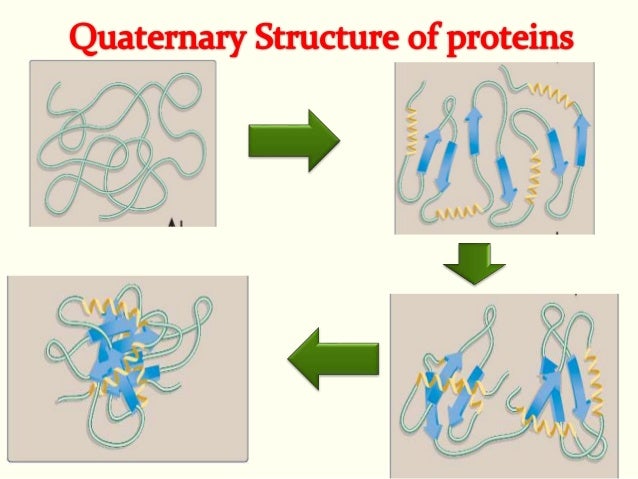 Structural organization of proteins (Chemistry of Proteins (Part - II…