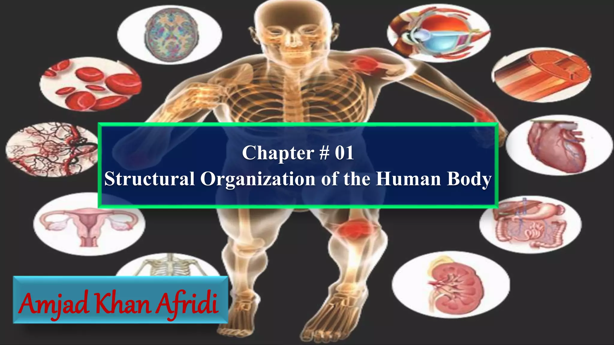 Structural organization of the human body | PPTX