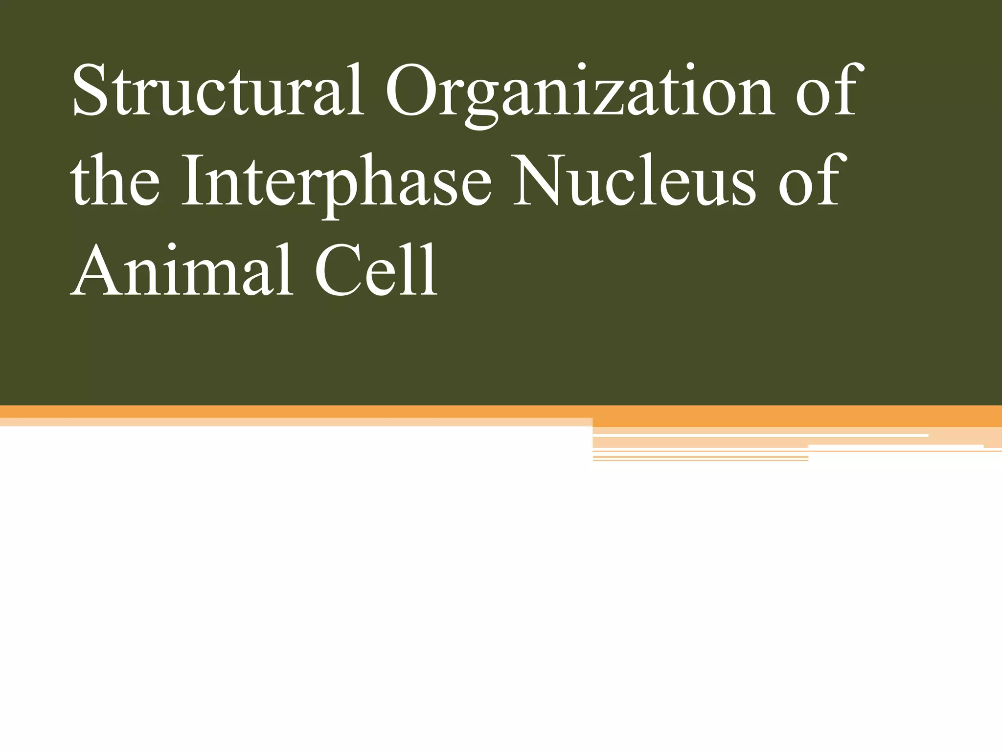 Interphase nucleus of animal | PPTX