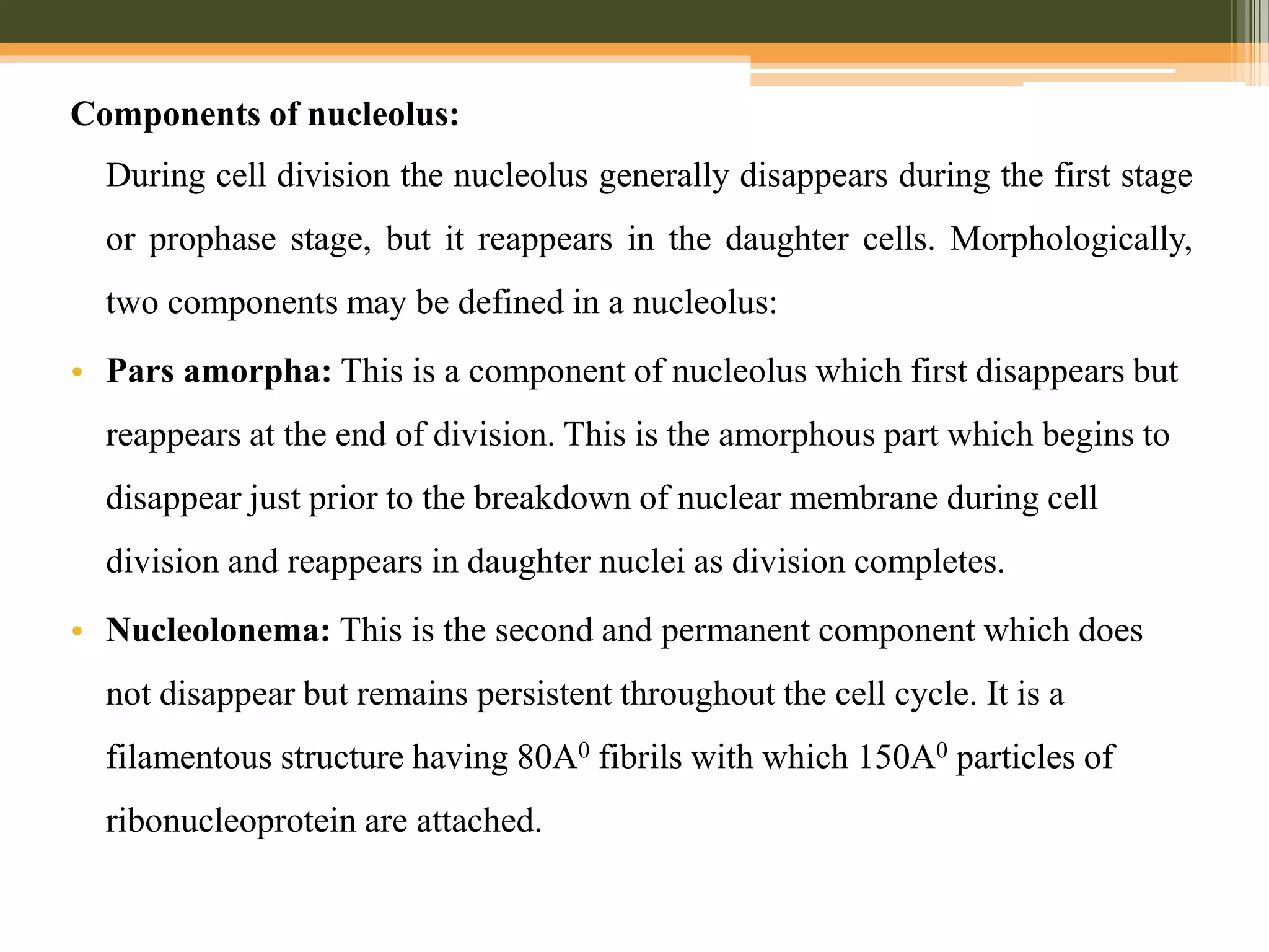 Interphase nucleus of animal | PPTX